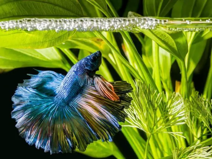 The Complete GloFish Betta Care Guide | Fishkeeping World