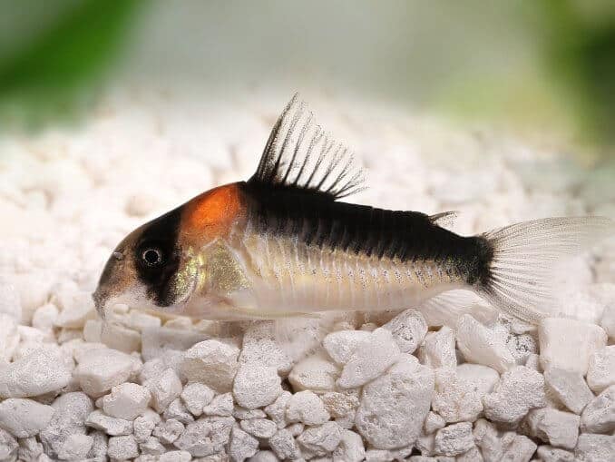 Pygmy Cory: Size, Tank Mates, Care and More… | Fishkeeping World