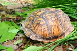 Eastern Box Turtle Complete Care Guide: Diet, Habitat And More ...