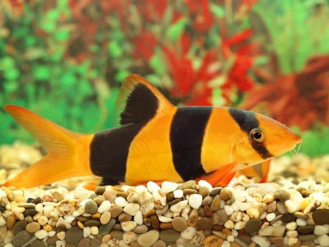 Dojo Loach Care Guide & Species Profile | Fishkeeping World