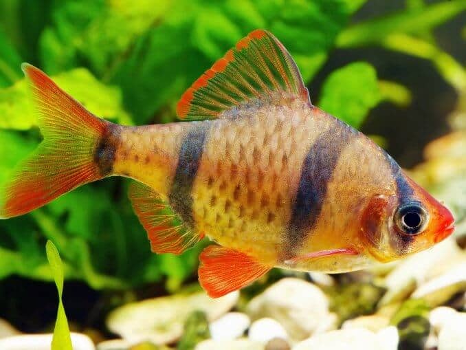 Barb Fish Care Guide & Species Profile | Fishkeeping World