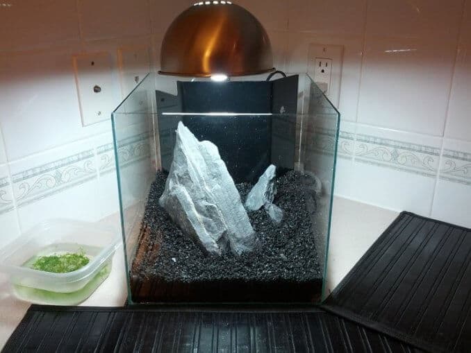 Best 3 Gallon Fish Tanks (Setup Ideas, Equipment, Stocking and More ...