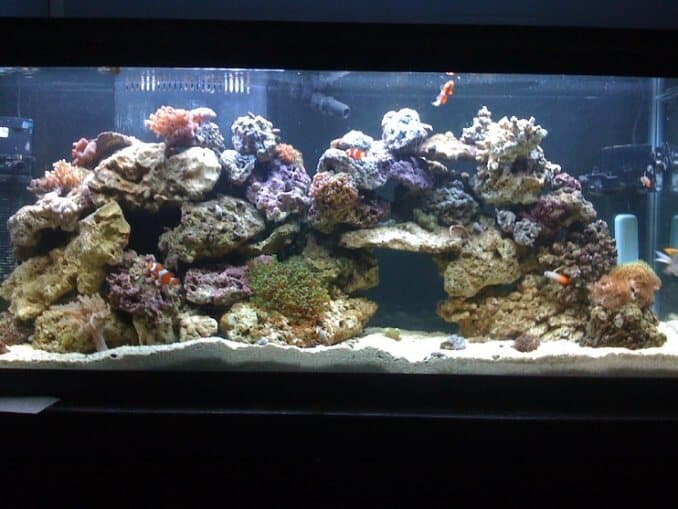 55 Gallon Fish Tank Guide (Best Fish, Setup Ideas, Equipment and More ...