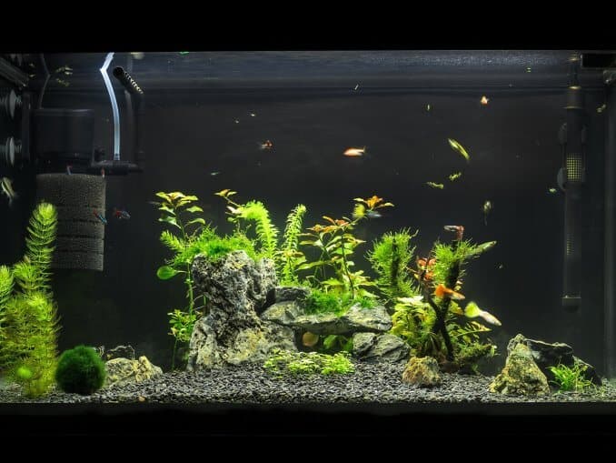 5 Best HOB Filters: The Complete Guide To Hang On Back Filters ...