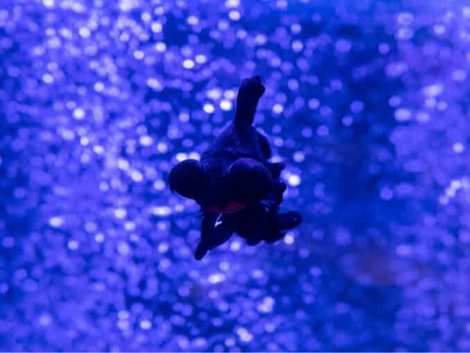 Feeder Goldfish Care Guide and Species Profile | Fishkeeping World