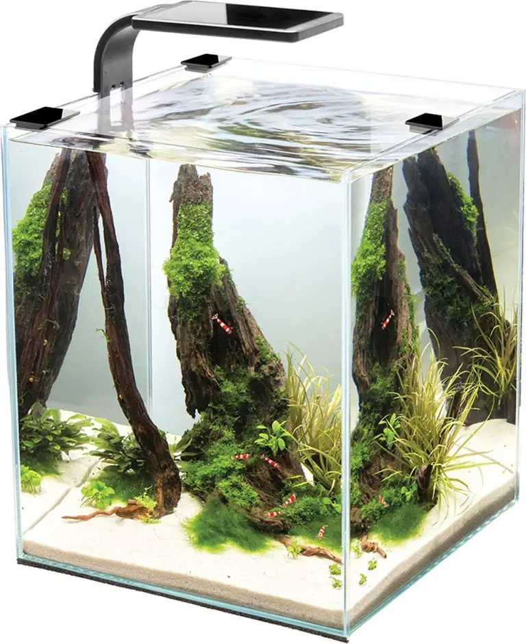 Best 3 Gallon Fish Tanks (Setup Ideas, Equipment, Stocking and More ...