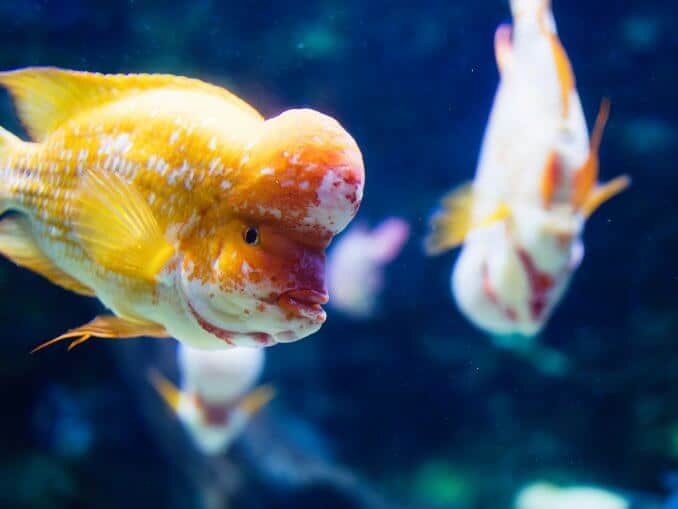 Red Devil Fish Care [Red Devil Cichlid] | Fishkeeping World