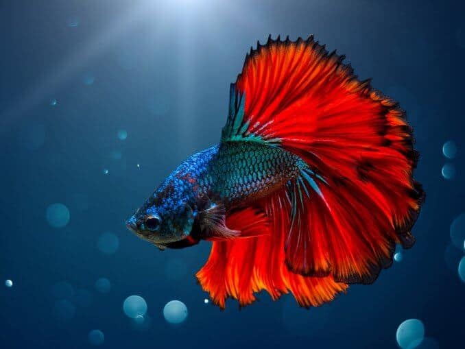 The Complete GloFish Betta Care Guide | Fishkeeping World