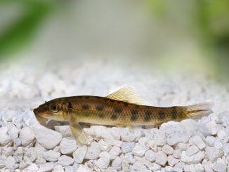 The Ultimate Farlowella (Twig Catfish) Care Guide | Fishkeeping World