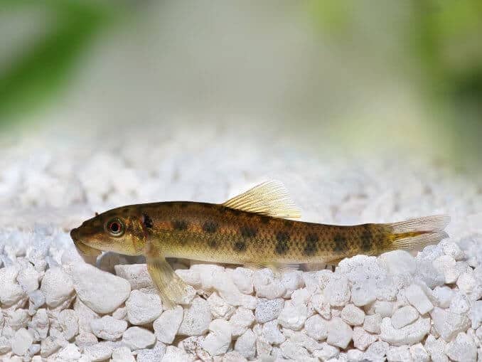 17+ Best Algae Eaters for Your Aquarium | Choosing & Caring