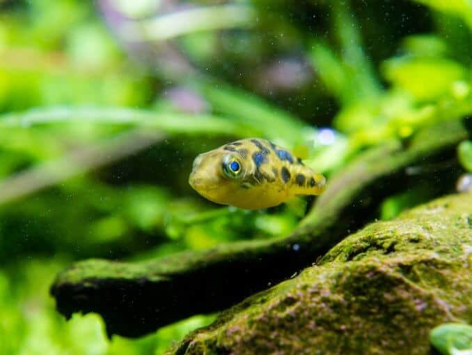 Molly Fish: Care, Diet, Types, and Lifespan of Mollies | Fishkeeping World