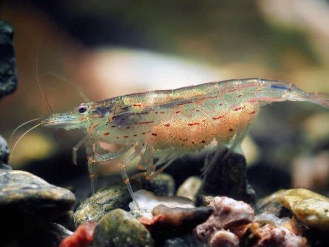 The Complete Guide to Sexy Shrimp Care | Fishkeeping World