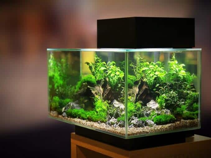 What Size Fish Tank Should I Get? | Fishkeeping World