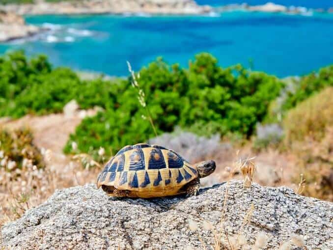 Baby Snapping Turtle Care Guide & Species Profile | Fishkeeping World