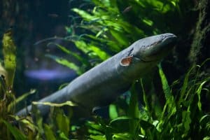 Freshwater Aquarium Eel: A-Z Best Types Of Eels | Fishkeeping World