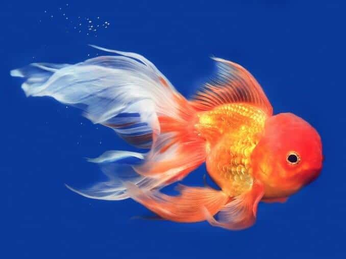 Common Goldfish Care & Species Profile | Fishkeeping World