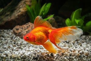 How Long Do Goldfish Live? 5 Ways to Increase Their Lifespan ...