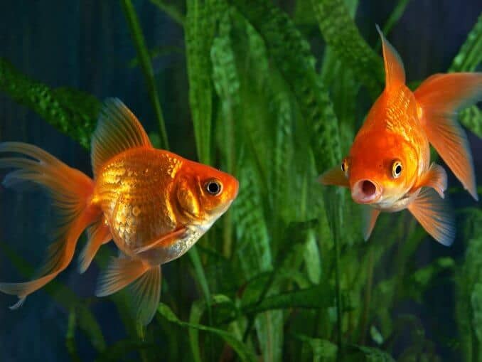 Pearlscale Goldfish Care Guide & Species Profile | Fishkeeping World