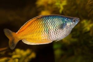 Tropical Fish: Ultimate A-Z List (From Arowanas To Zebra Danios ...