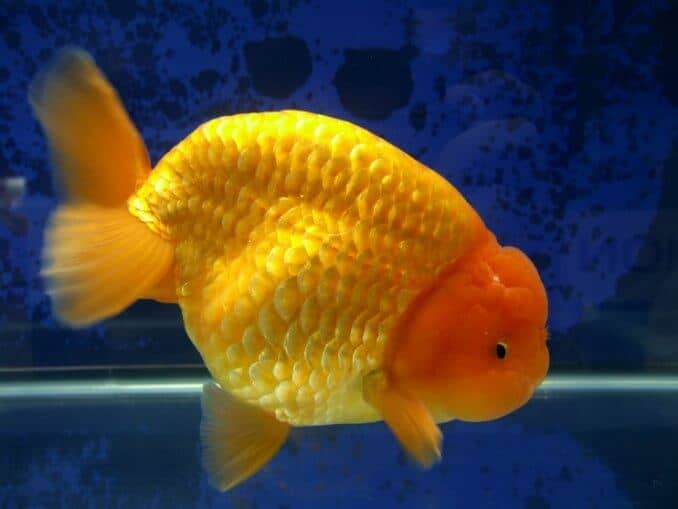 29 Types Of Goldfish Breeds [Common & Fancy] | Fishkeeping World