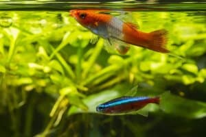 Swordtail Fish Care, Diet, Habitat & Overview | Fishkeeping World