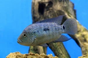 Texas Cichlid Care Guide & Species Profile | Fishkeeping World