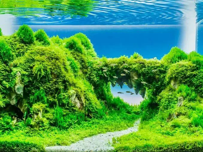 How to Build a Fish Tank - A Step By Step Guide | Fishkeeping World