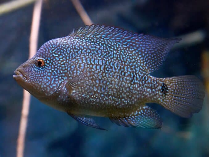 Severum Cichlid Care Guide & Species Profile | Fishkeeping World