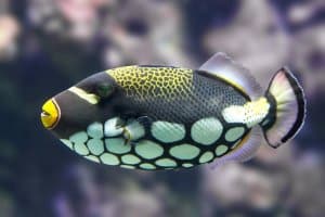 Tropical Fish: Ultimate A-Z List (From Arowanas To Zebra Danios ...
