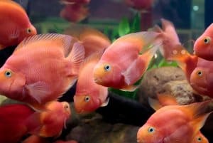 Blood Parrot Fish: Blood Red Cichlid Care & Tank Mates | Fishkeeping World