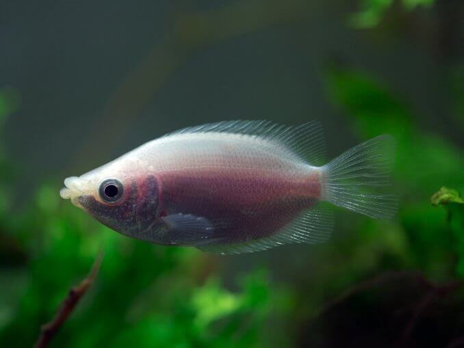 Opaline Gourami Care & Species Profile | Fishkeeping World
