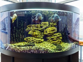 How to Set Up a Fish Tank in 7 Easy Steps | Fishkeeping World