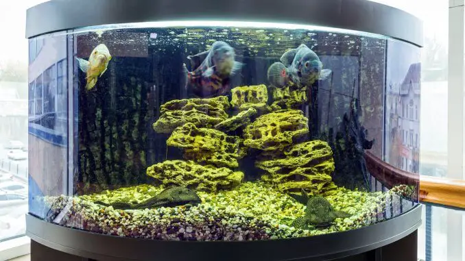 Corner Fish Tank: Setup, Equipment & Stocking | Fishkeeping World