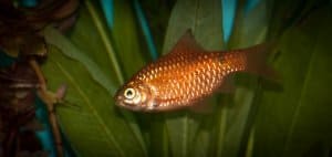 Rosy Barb: Tank Setup, Care Guide, Breeding And More… | Fishkeeping World