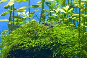 Pygmy Cory: Size, Tank Mates, Care and More… | Fishkeeping World