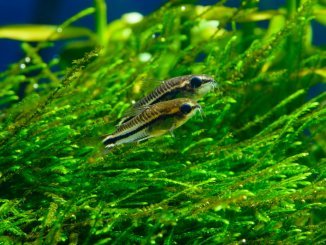 Panda Cory Care & Species Overview [Panda Catfish] | Fishkeeping World