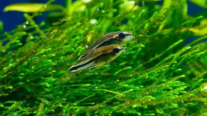 Pygmy Cory: Size, Tank Mates, Care and More… | Fishkeeping World