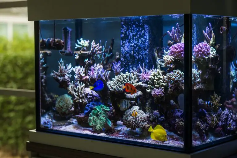 How to Build a Fish Tank - A Step By Step Guide - Fishkeeping World
