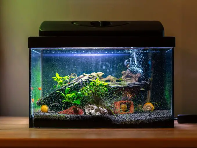 How to Set Up a Fish Tank in 7 Easy Steps | Fishkeeping World