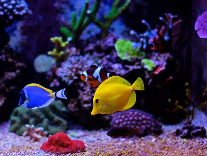 How to Build a Fish Tank - A Step By Step Guide | Fishkeeping World
