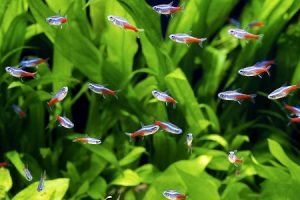 The Top 10 Best Fish for Kids | Fishkeeping World