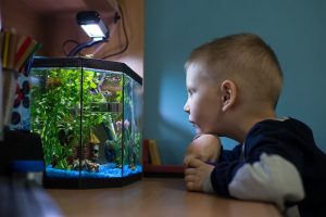 The Top 10 Best Fish for Kids | Fishkeeping World