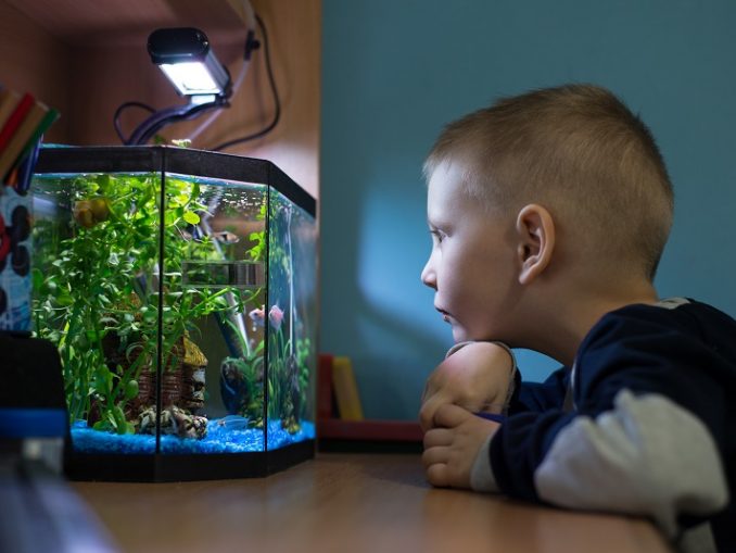 8 Reasons to Keep Fish | Fishkeeping World