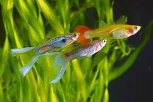 The Top 10 Best Fish for Kids | Fishkeeping World