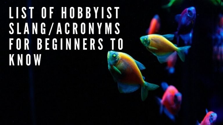 Aquarium Slang words and Acronyms That Hobbyists Must Know ...