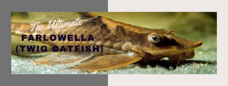 The Ultimate Farlowella (Twig Catfish) Care Guide | Fishkeeping World