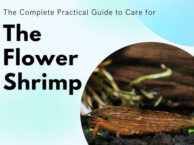Fire (Blood) Shrimp Care Guide & Species Profile