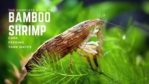 Bamboo Shrimp Care & Species Overview | Fishkeeping World