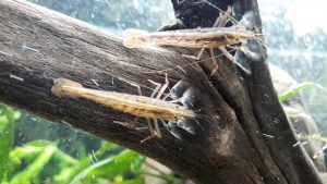 Bamboo Shrimp Care & Species Overview | Fishkeeping World