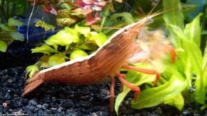 Bamboo Shrimp Care & Species Overview | Fishkeeping World